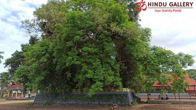 Sri Kathyayani Temple Cherthala I Signifiance I Hindu Gallery